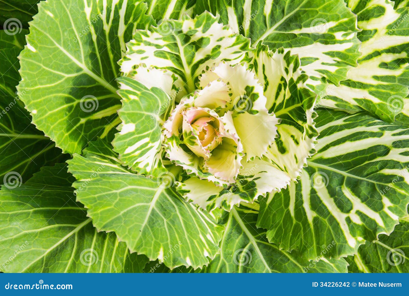 Decorative cabbage stock photo. Image of decoration, cultivation - 34226242