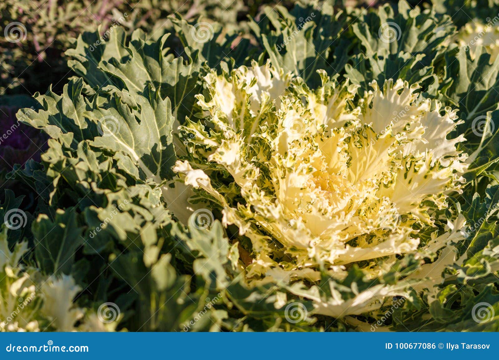 Decorative cabbage stock photo. Image of gardening, agriculture - 100677086