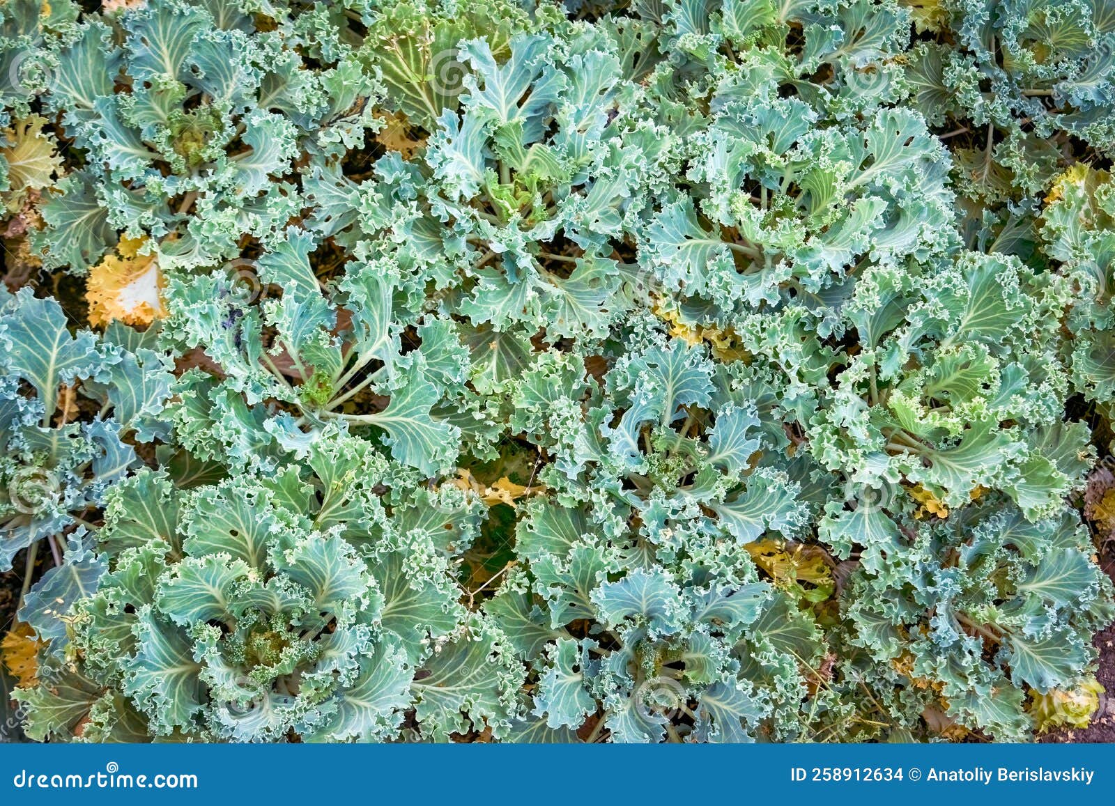 Decorative Cabbage in a Flower Bed Close-up. Brassica Oleracea Stock ...