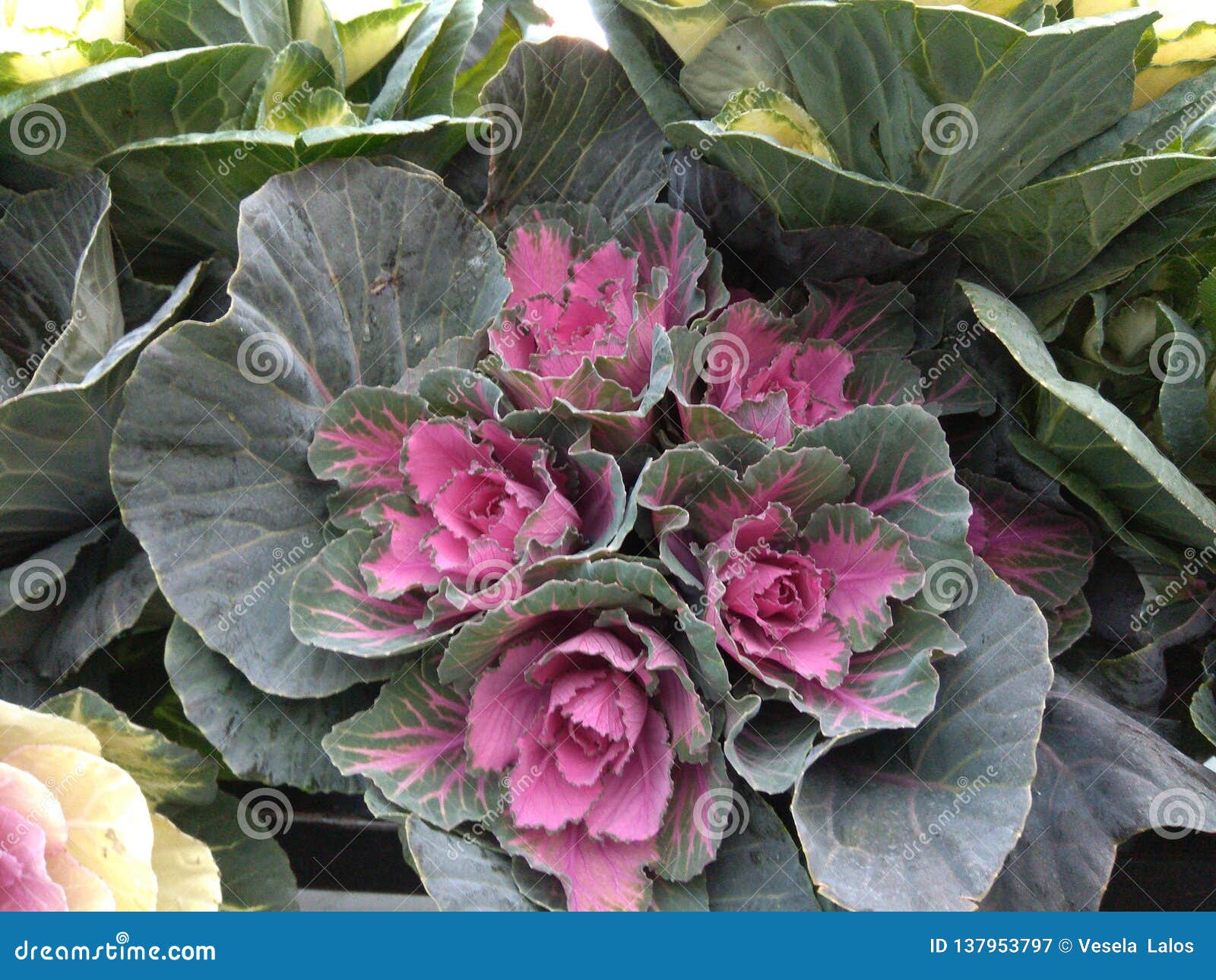 Decorative cabbage stock image. Image of vegetable, decorative - 137953797