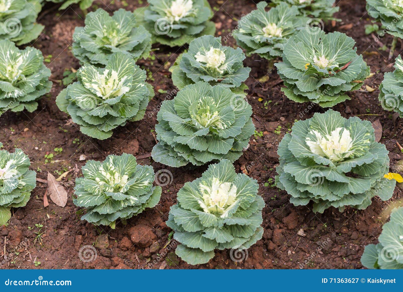 Decorative Cabbage or Kale, Decorative Cabbage Stock Image - Image of ...