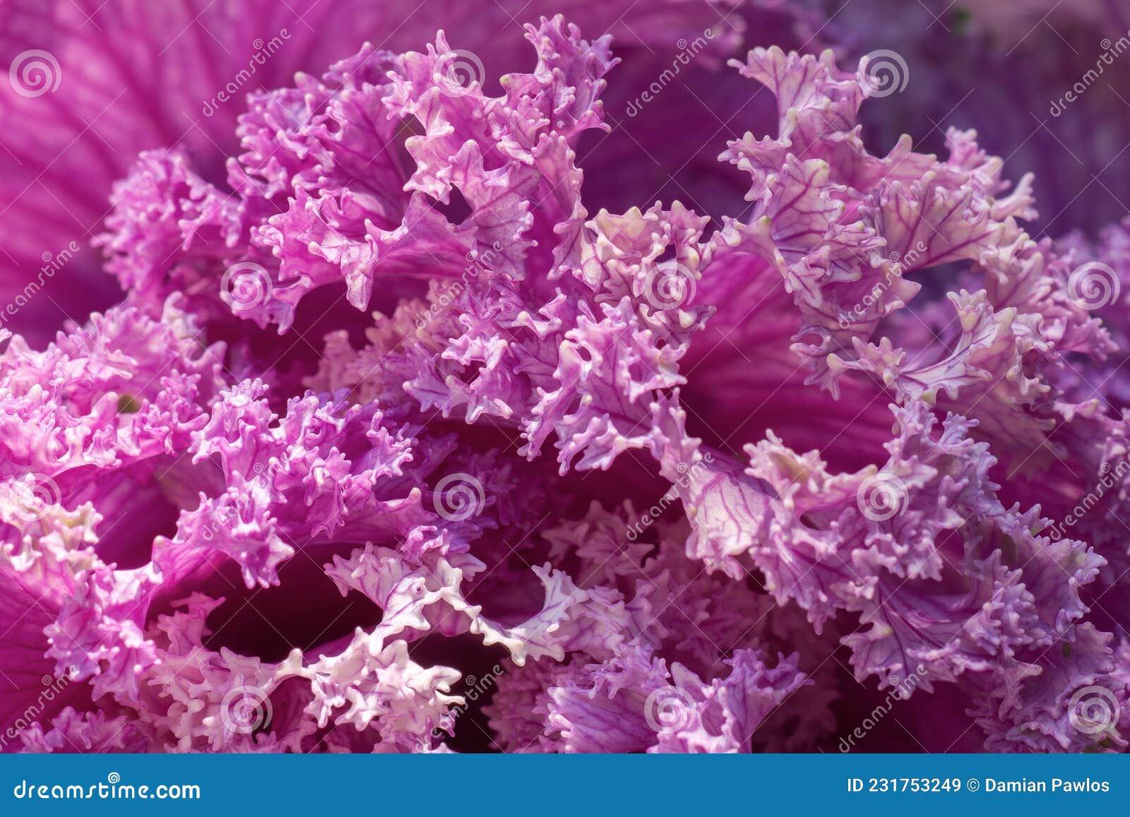 Decorative Cabbage Leaf Rosette with Coral-like Pattern Stock Image ...