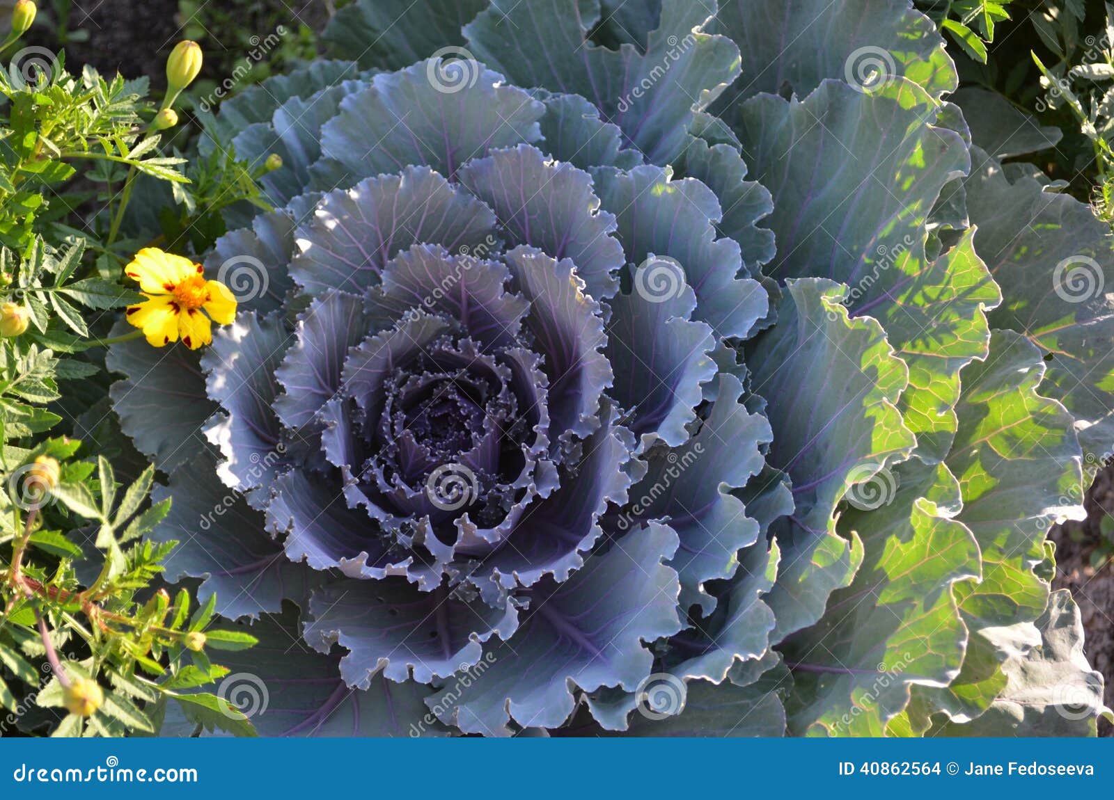 Decorative cabbage stock photo. Image of harvest, nature - 40862564