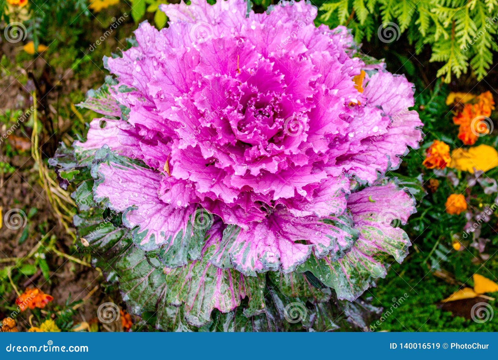 Decorative Cabbage with Pink Leaves Stock Image - Image of plant ...