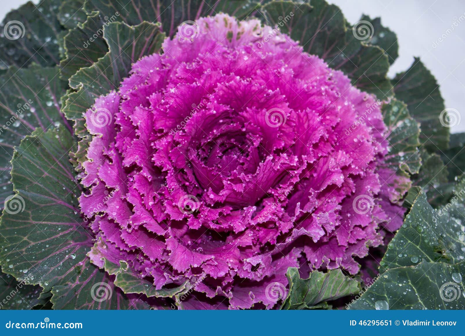 Decorative Cabbage in White Snow Stock Image - Image of plant, cold ...