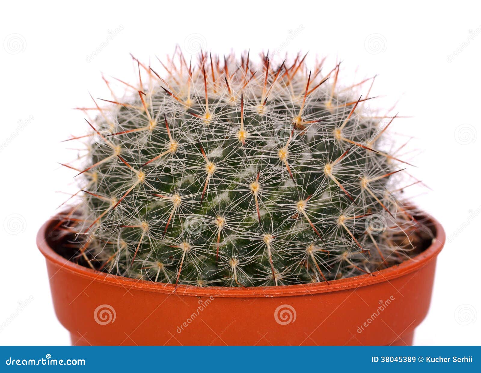 Decorative cactus stock image. Image of isolation, prickles - 38045389