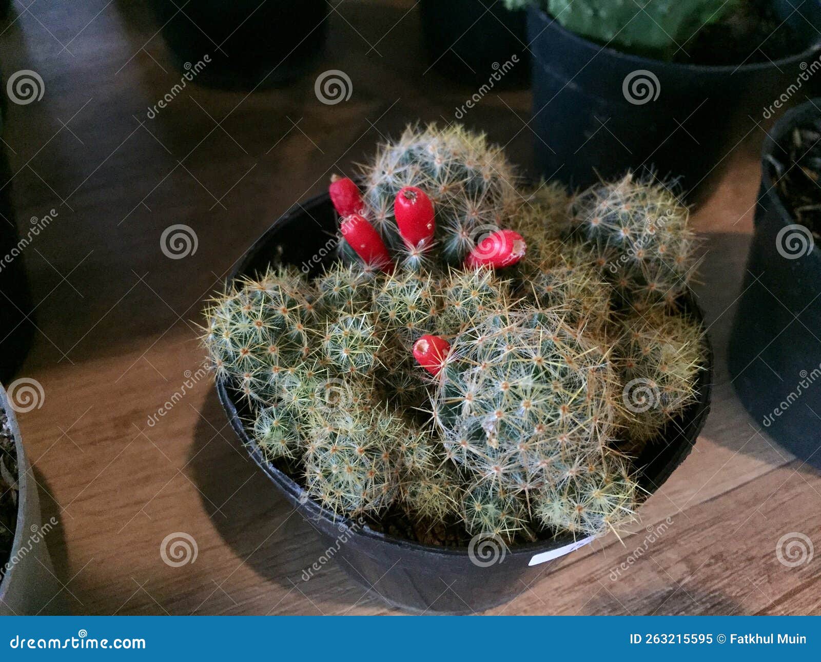 Decorative Cactus Plants with Cute Shapes Stock Image - Image of cactus ...