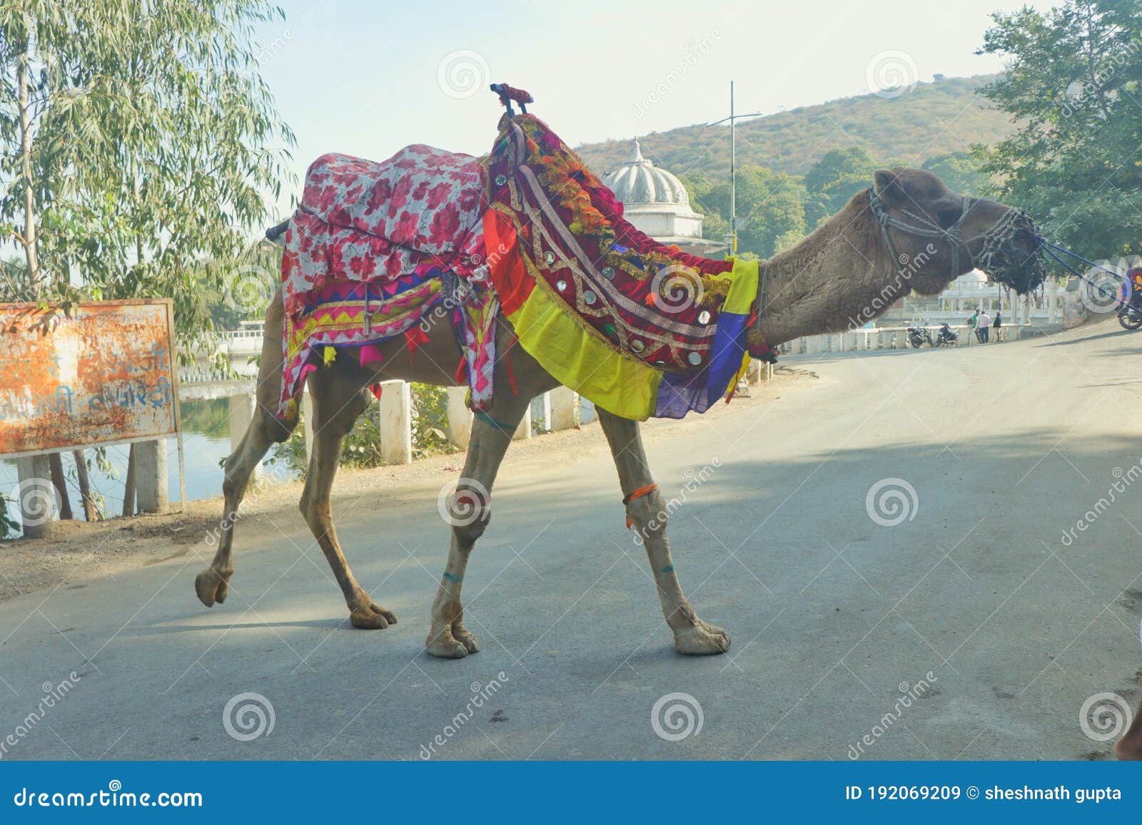 A Decorative Camel on Road in Sunlight Udaipur Rajasthan. Stock Image ...