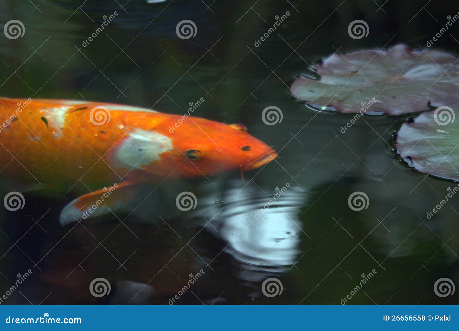 Decorative carp or koi stock photo. Image of hobby, mouth - 26656558
