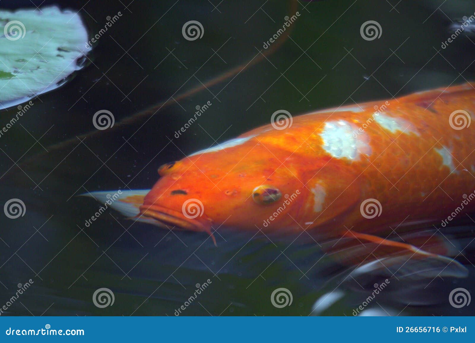 Decorative carp or koi stock photo. Image of golden, japan - 26656716