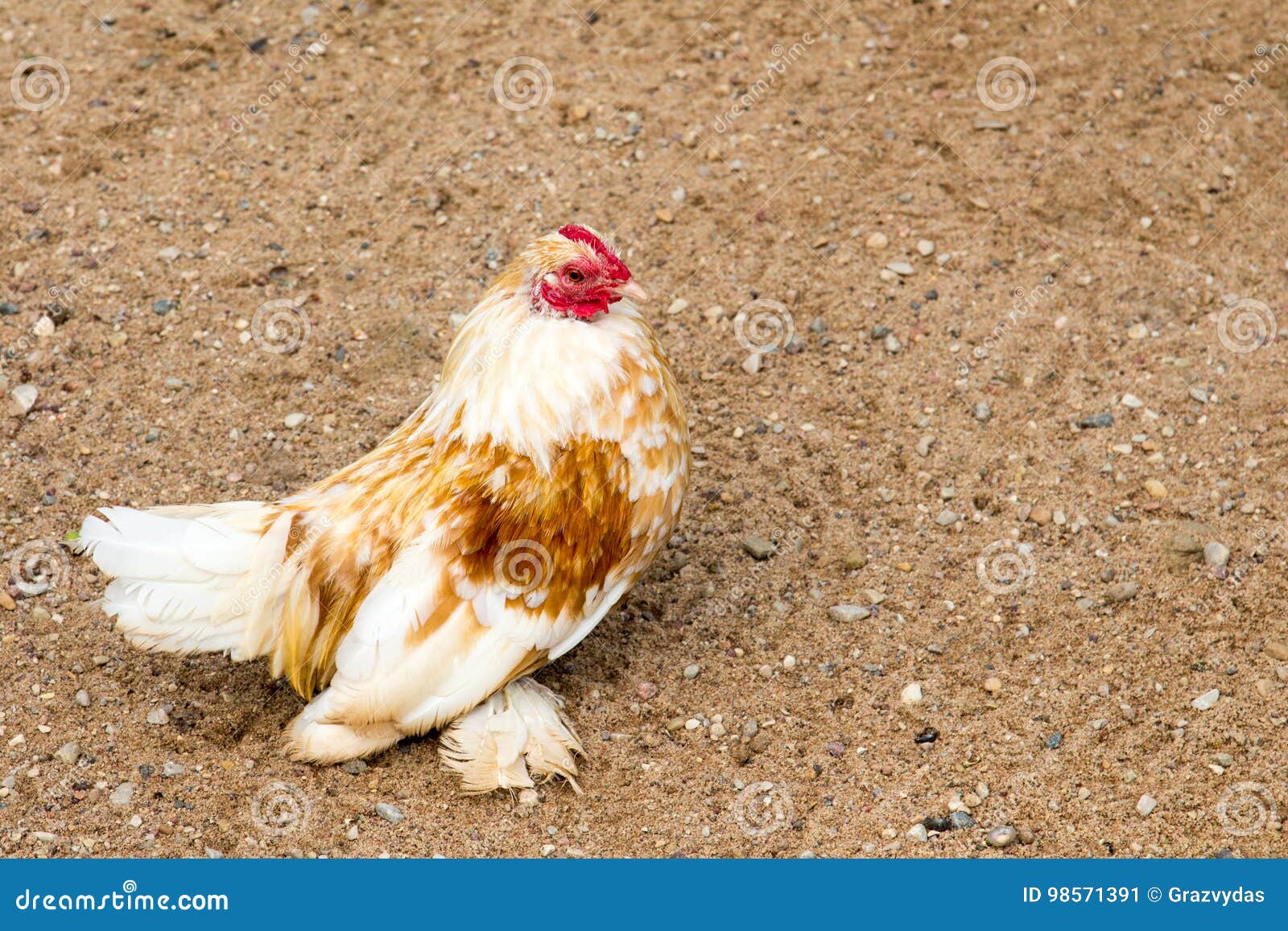 Decorative chicken on sand stock image. Image of barnyard - 98571391