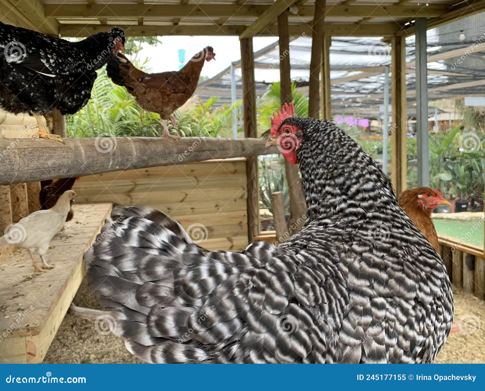Decorative Chickens in an Aviary Stock Image - Image of nature ...