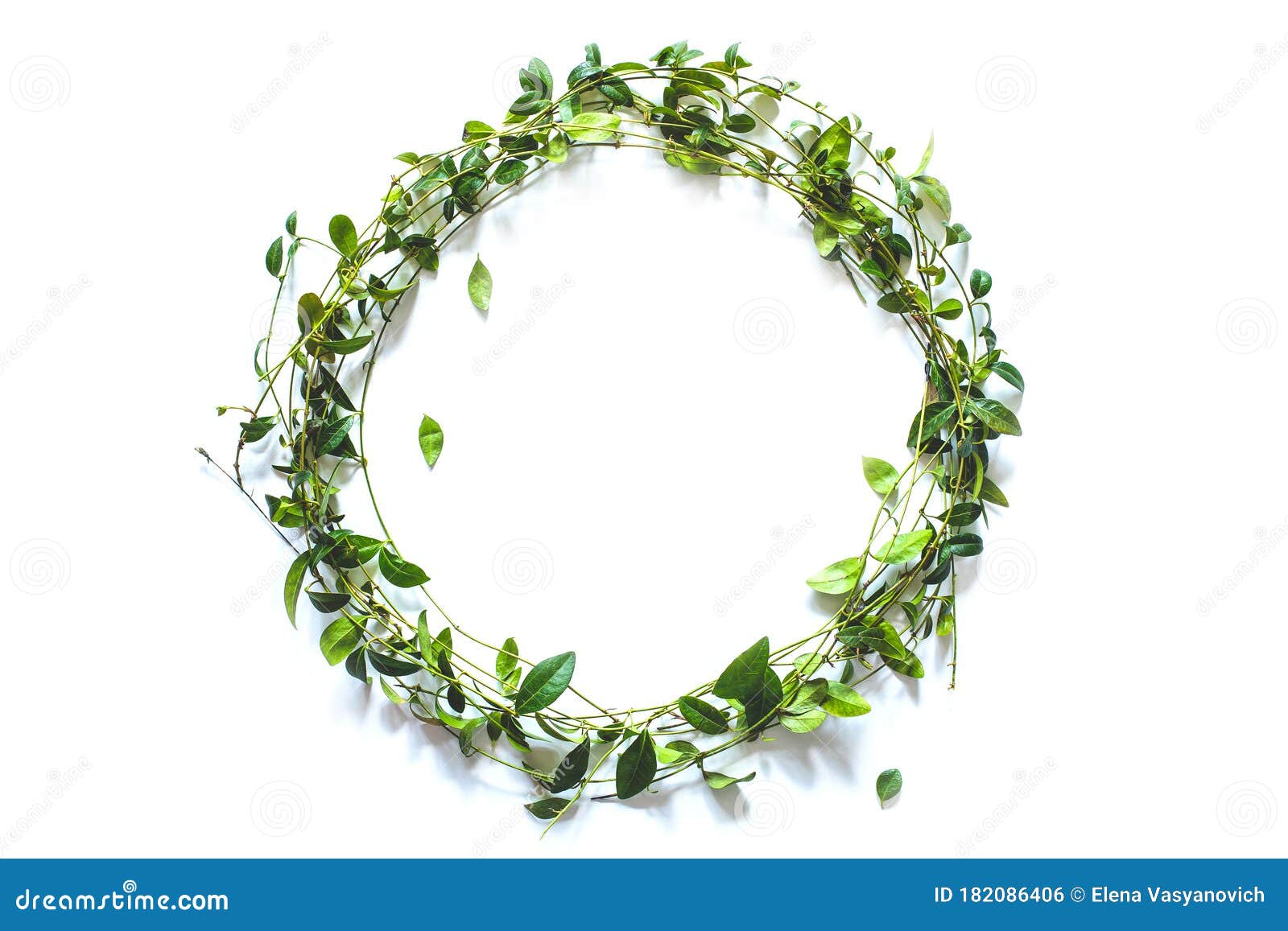 Decorative Circle of Green Leaves on a White Background. Flat Lay Stock ...