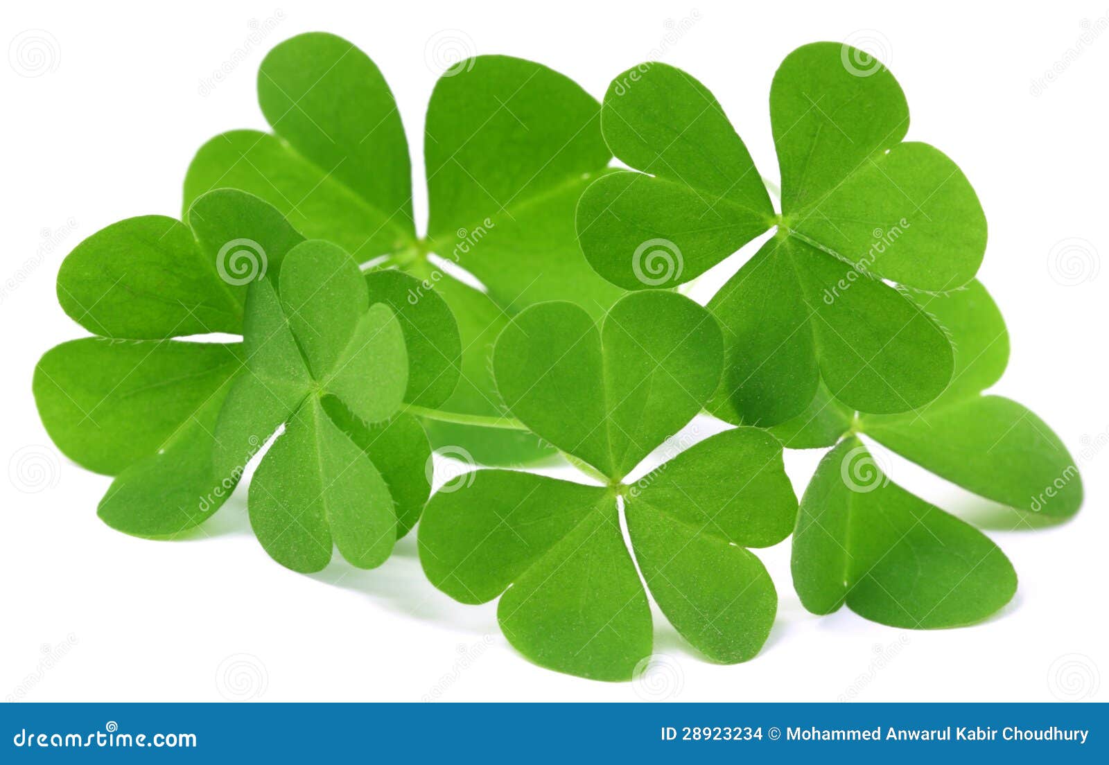 Decorative clover leaves stock photo. Image of happy - 28923234