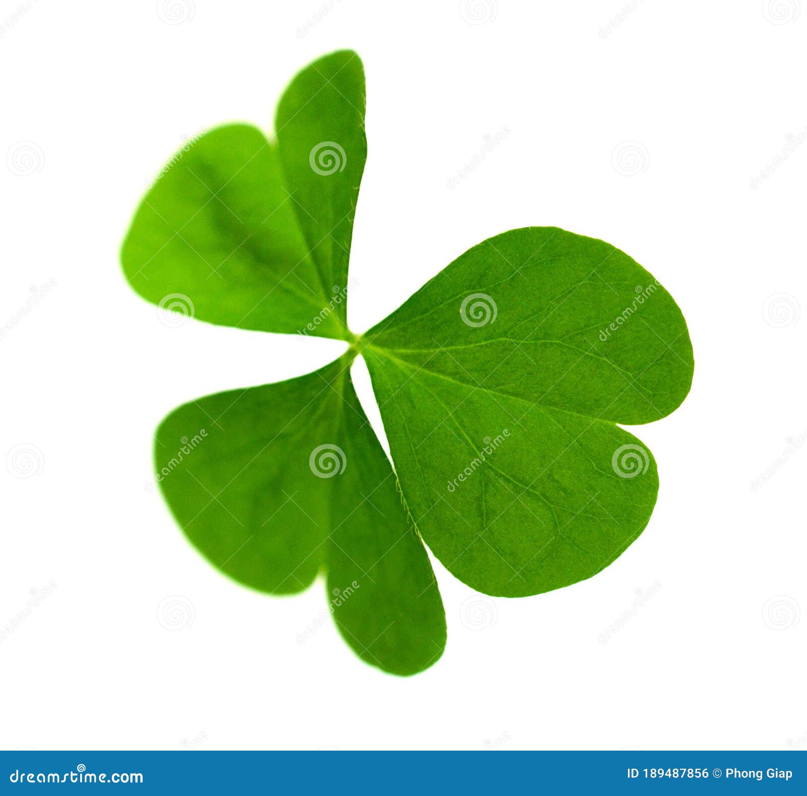 Decorative clover leaves. stock photo. Image of decorative - 189487856