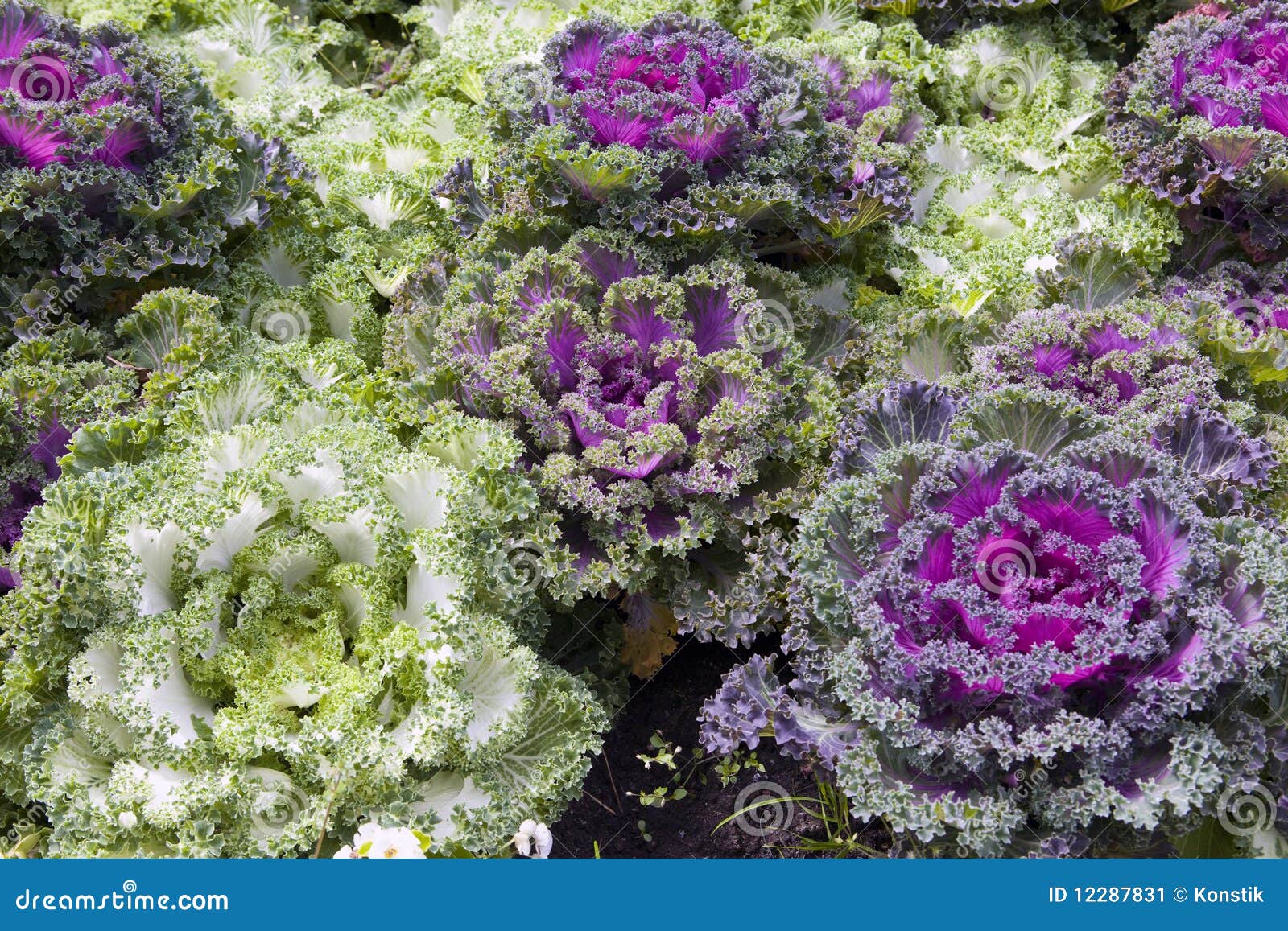 Decorative Coloured Cabbage Stock Image - Image of attractive, detail ...