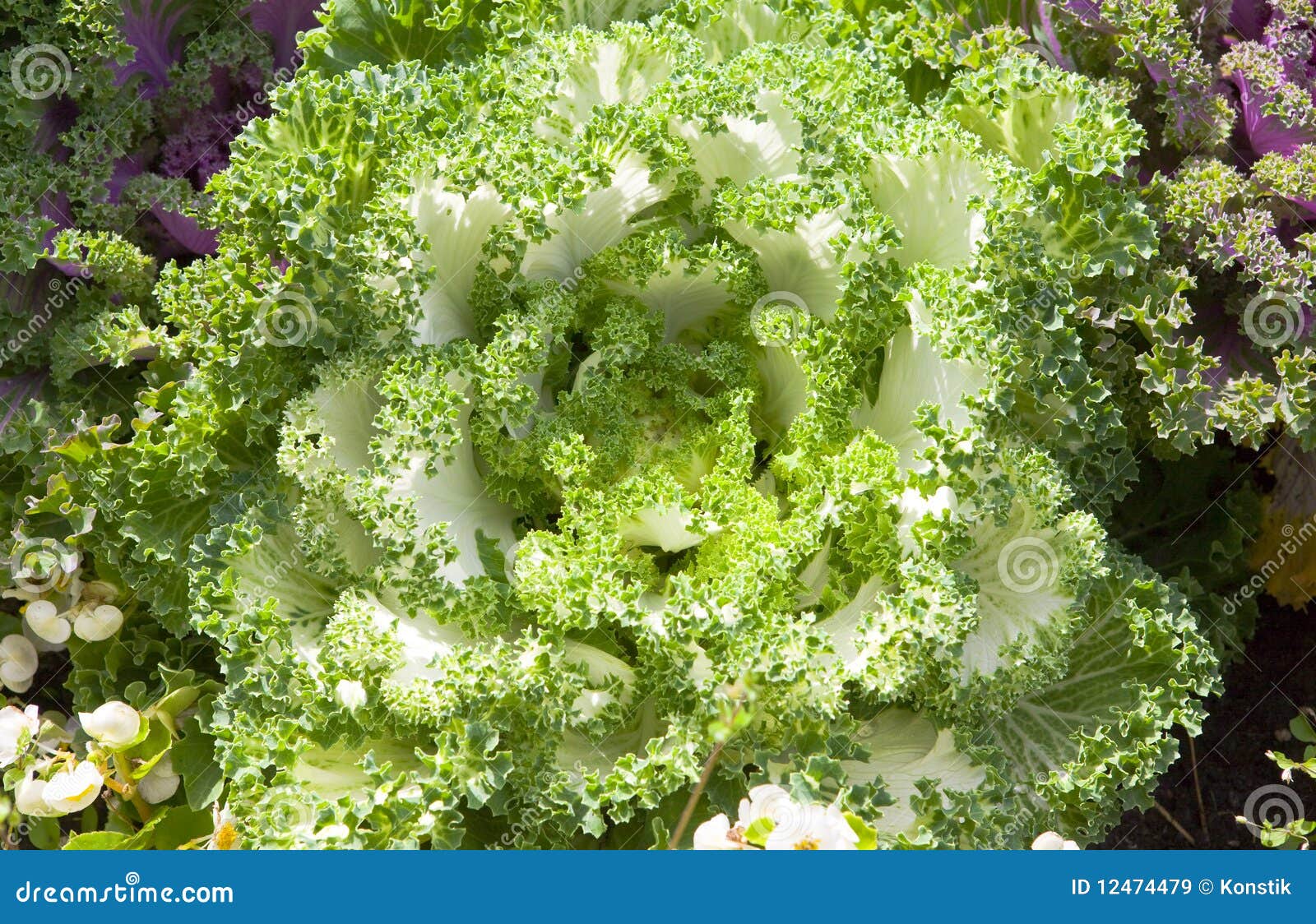 Decorative Coloured Cabbage Stock Image - Image of colorful, fresh ...