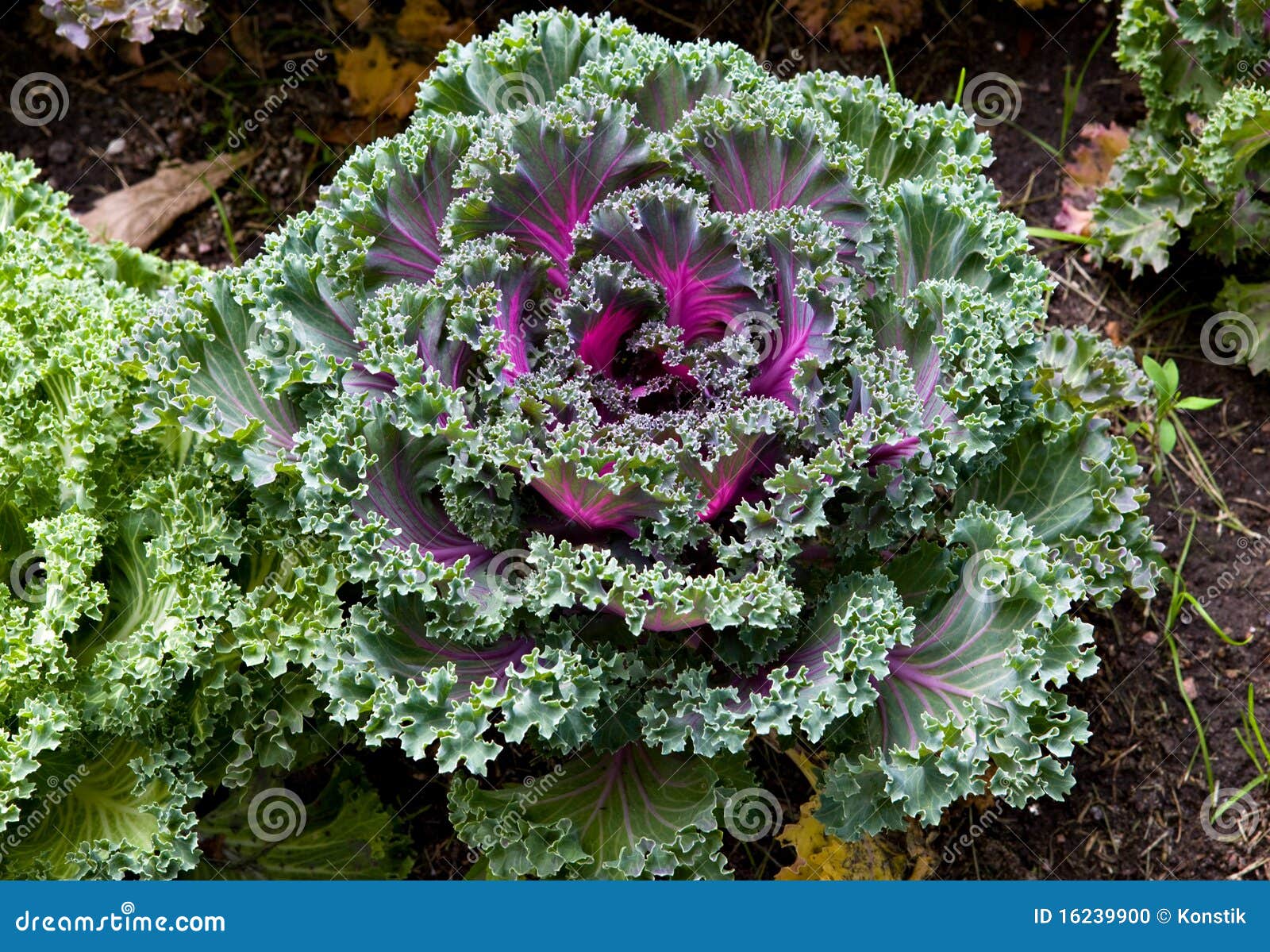 Decorative Coloured Cabbage Stock Photo - Image of frilly, closeup ...