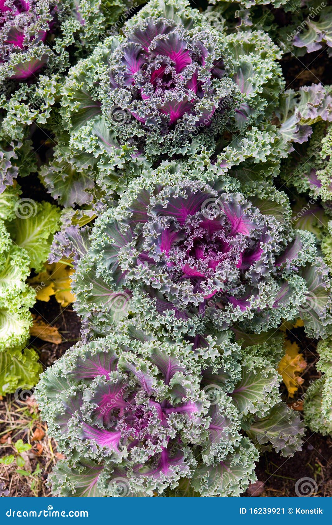 Decorative Coloured Cabbage Stock Image - Image of gardening, nature ...