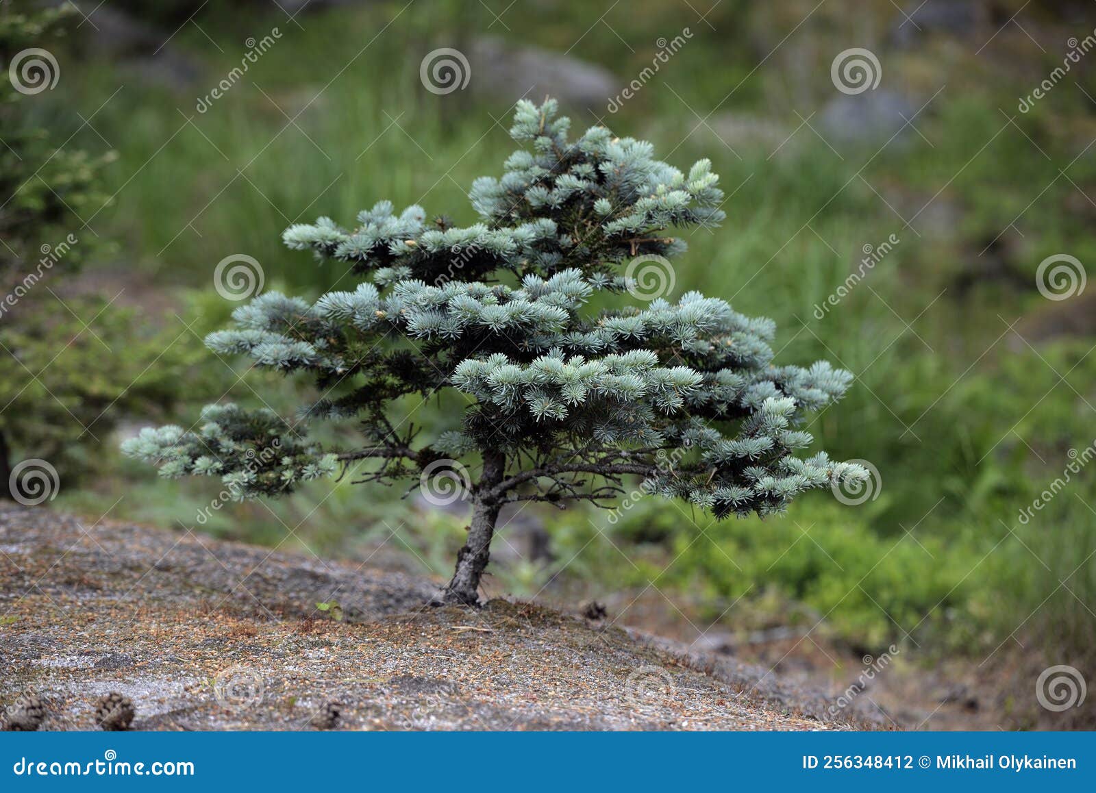 Decorative coniferous tree stock photo. Image of spruce - 256348412