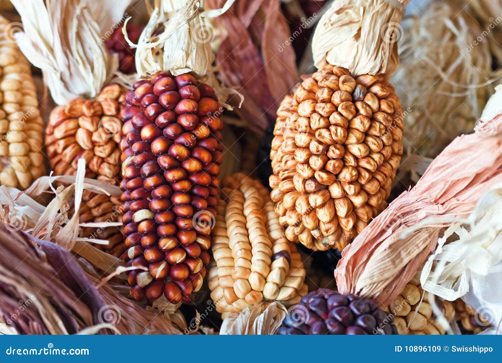 Decorative corn stock image. Image of food, nature, crop - 10896109