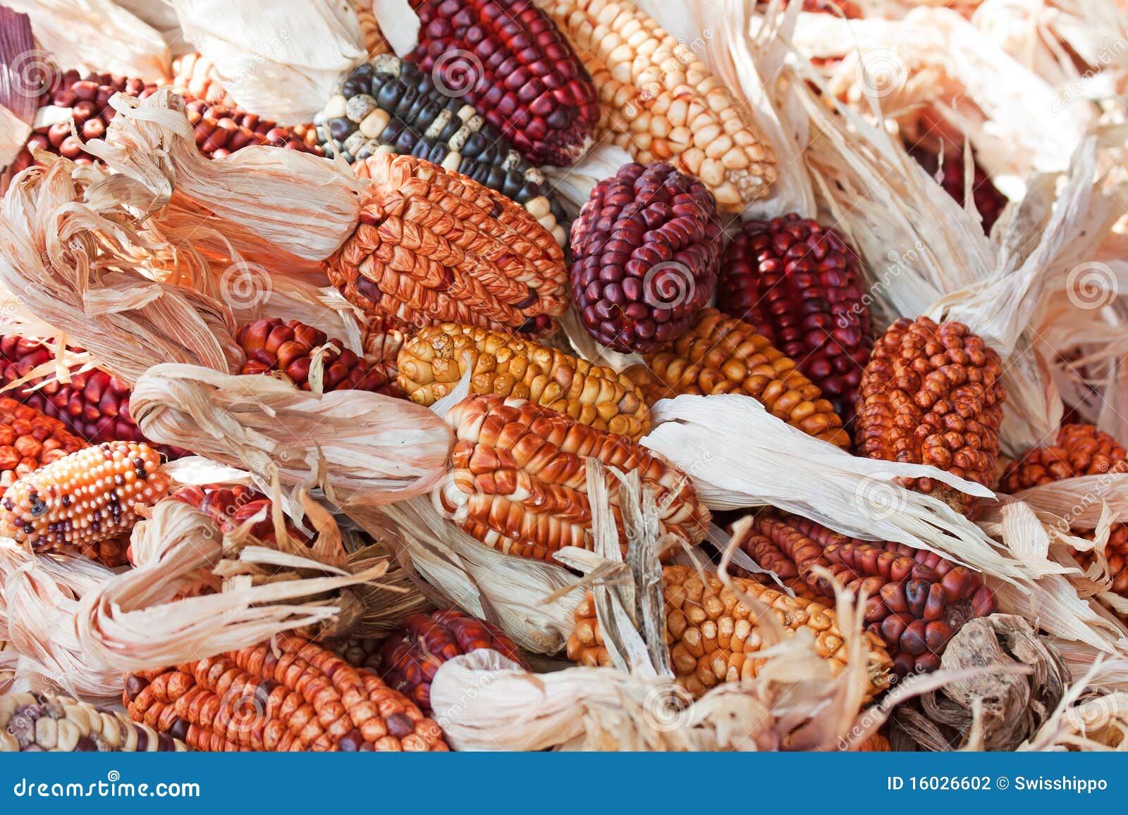 Decorative corn stock photo. Image of kernel, large, collection - 16026602