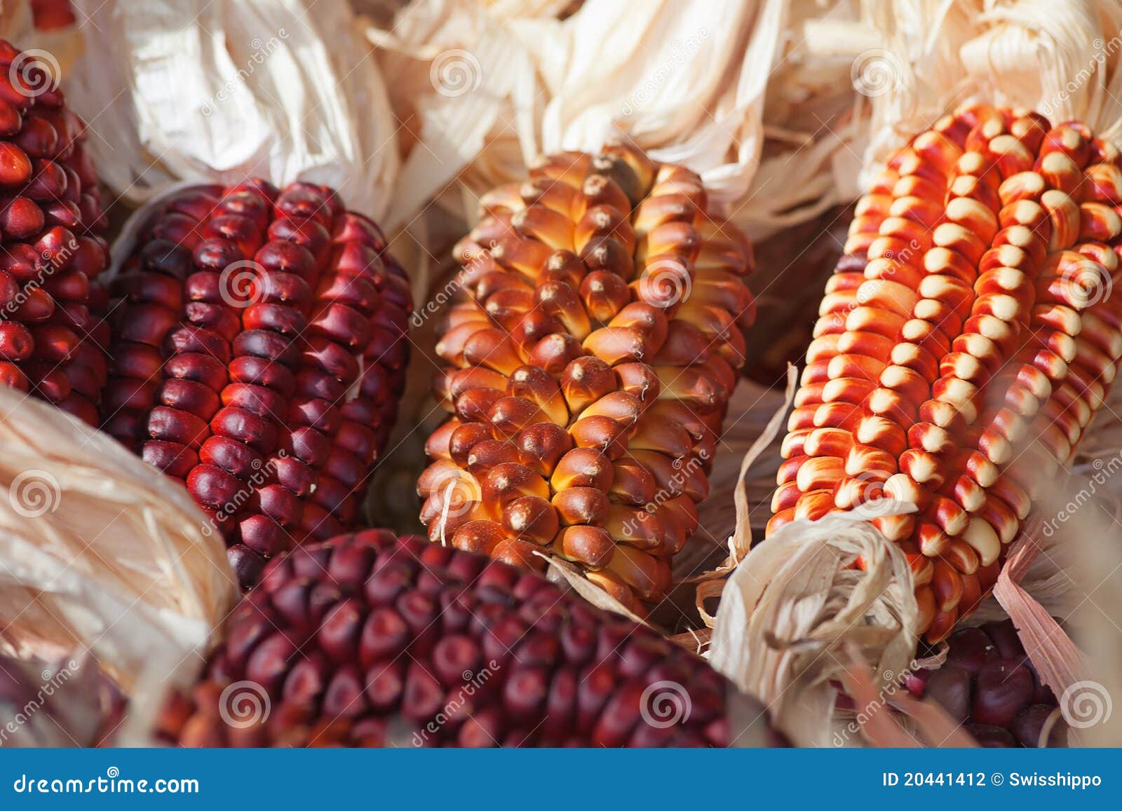 Decorative corn stock photo. Image of crop, nature, market - 20441412