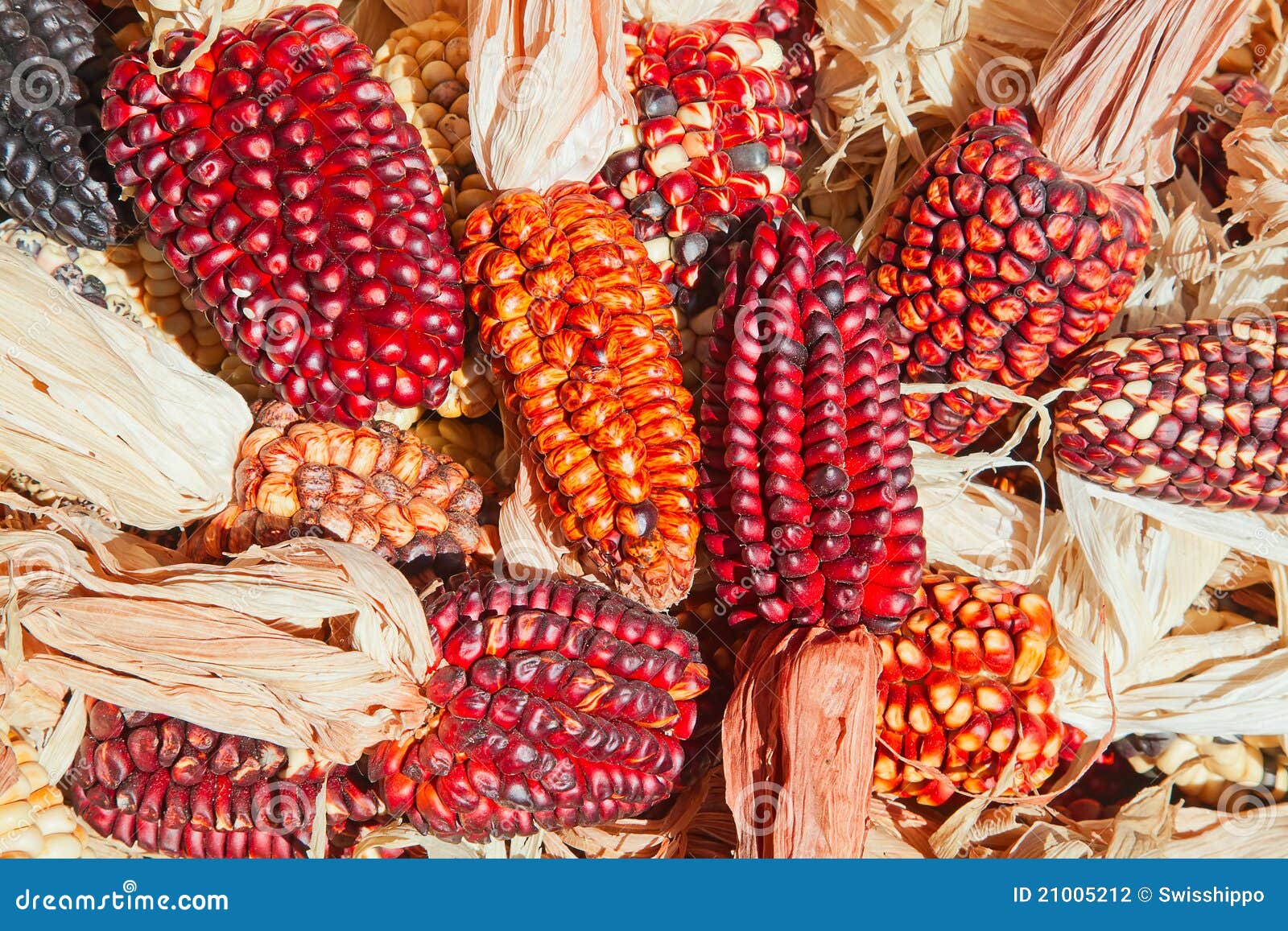 Decorative corn stock photo. Image of culture, multi - 21005212