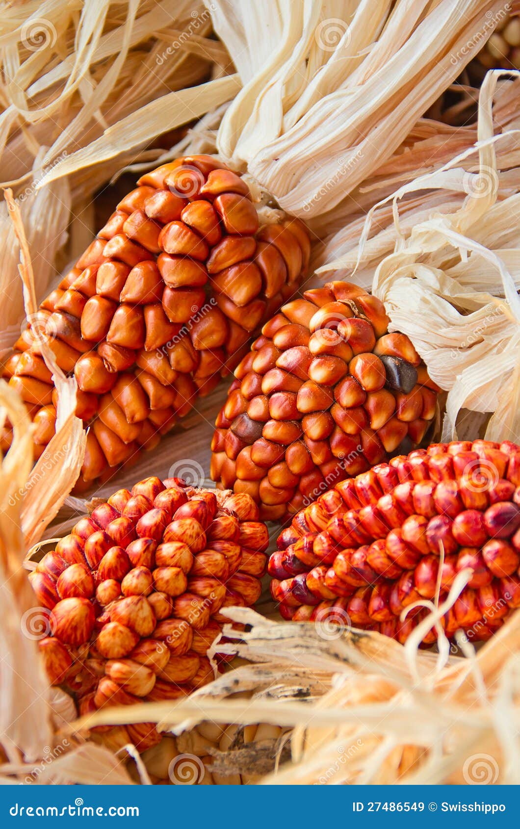Decorative corn stock image. Image of harvesting, fall - 27486549