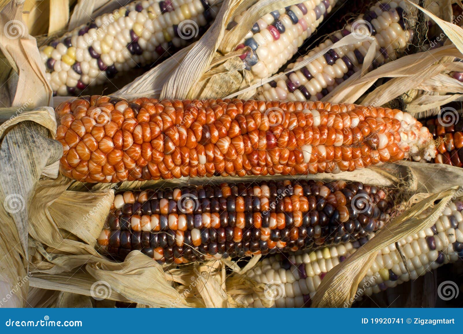 Decorative Corn on Display at the Farmer S Market Stock Image - Image ...