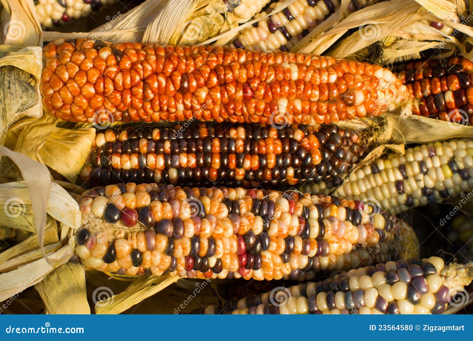 Decorative Corn on Display at the Farmers Market Stock Photo - Image of ...