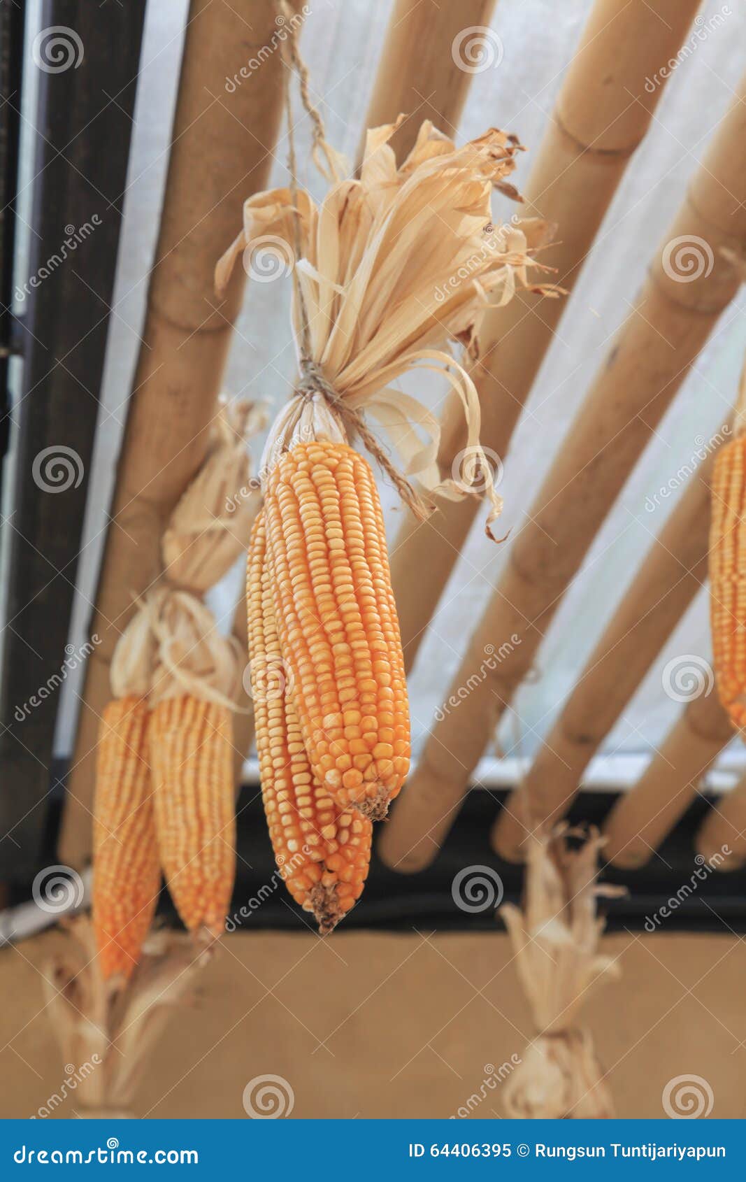 Decorative corn stock image. Image of indian, native - 64406395
