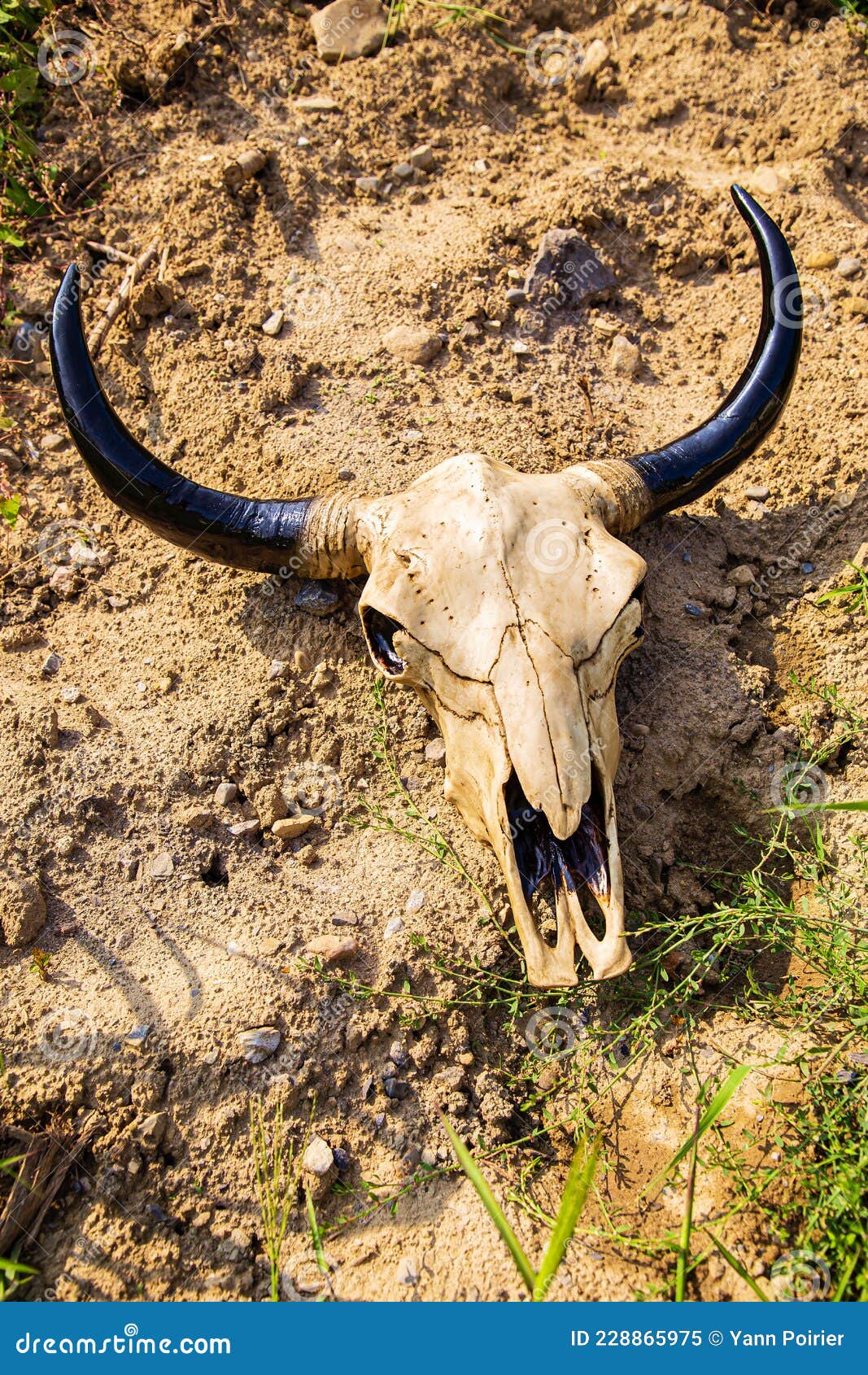 Drying cow skull bone stock image. Image of anatomy - 228865975