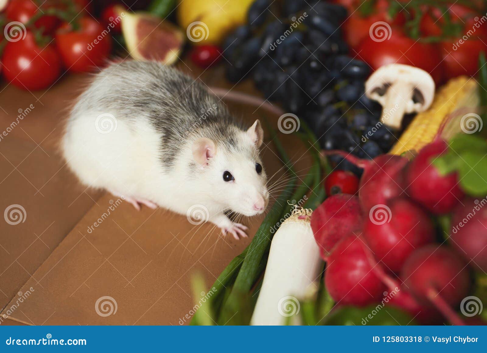 Decorative Cute Rat and Vegetables. Stock Photo - Image of organic ...