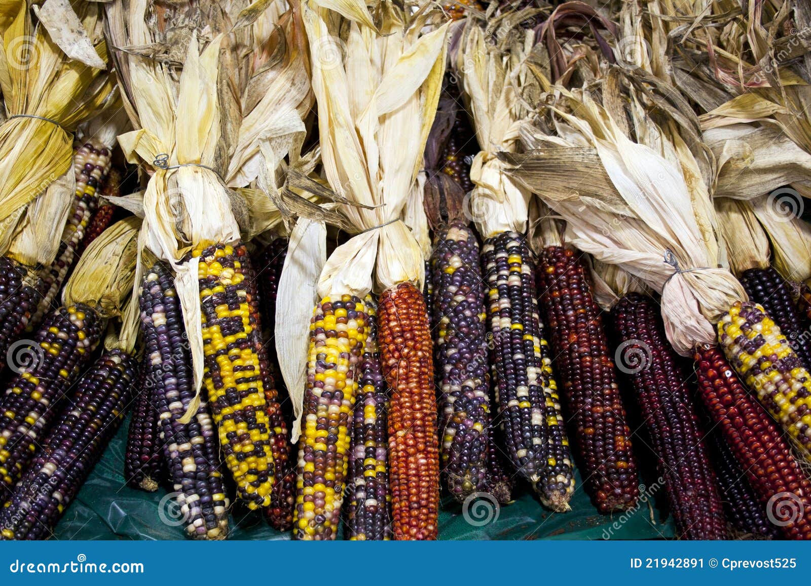 Decorative dried corn stock image. Image of collection - 21942891