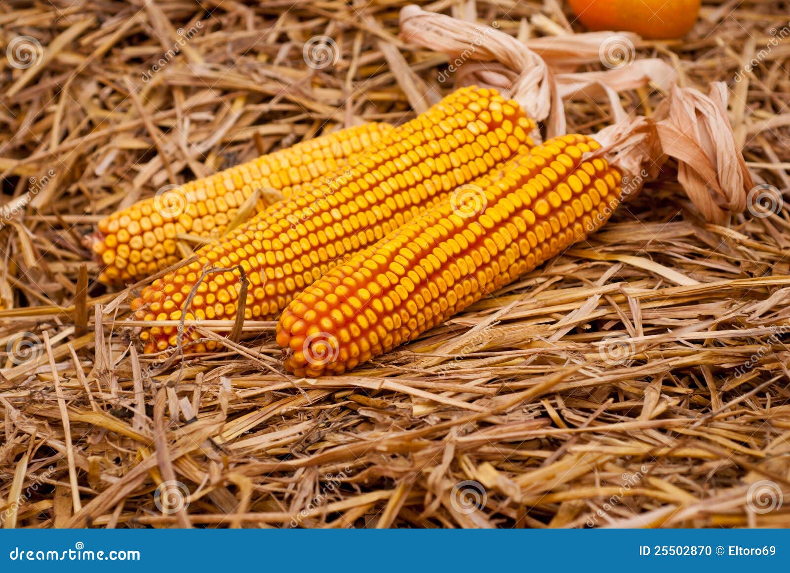 Decorative dried corn stock photo. Image of delicious - 25502870