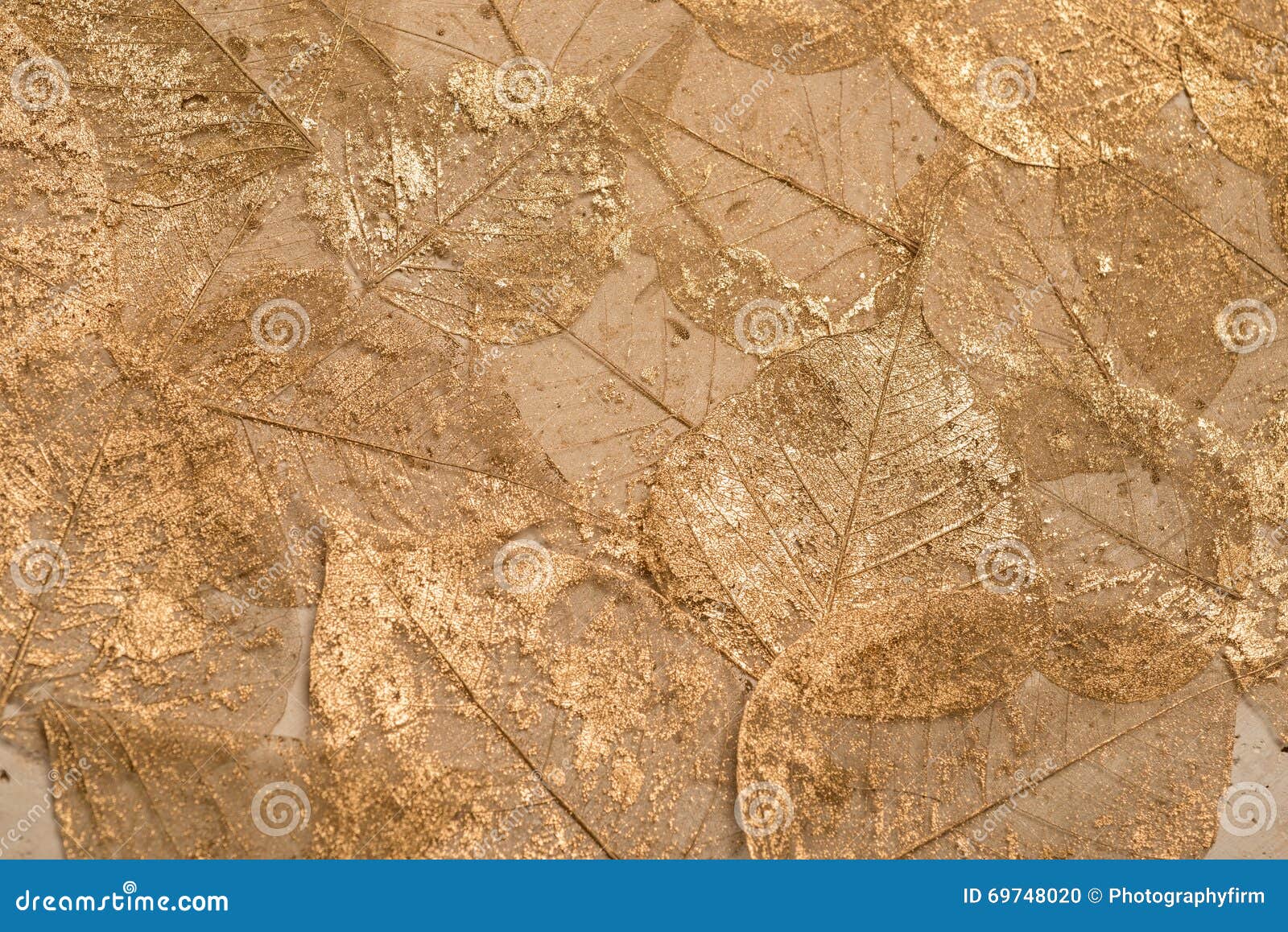 Decorative Dried Leaf Skeleton Sheet Stock Photo - Image of abstract ...