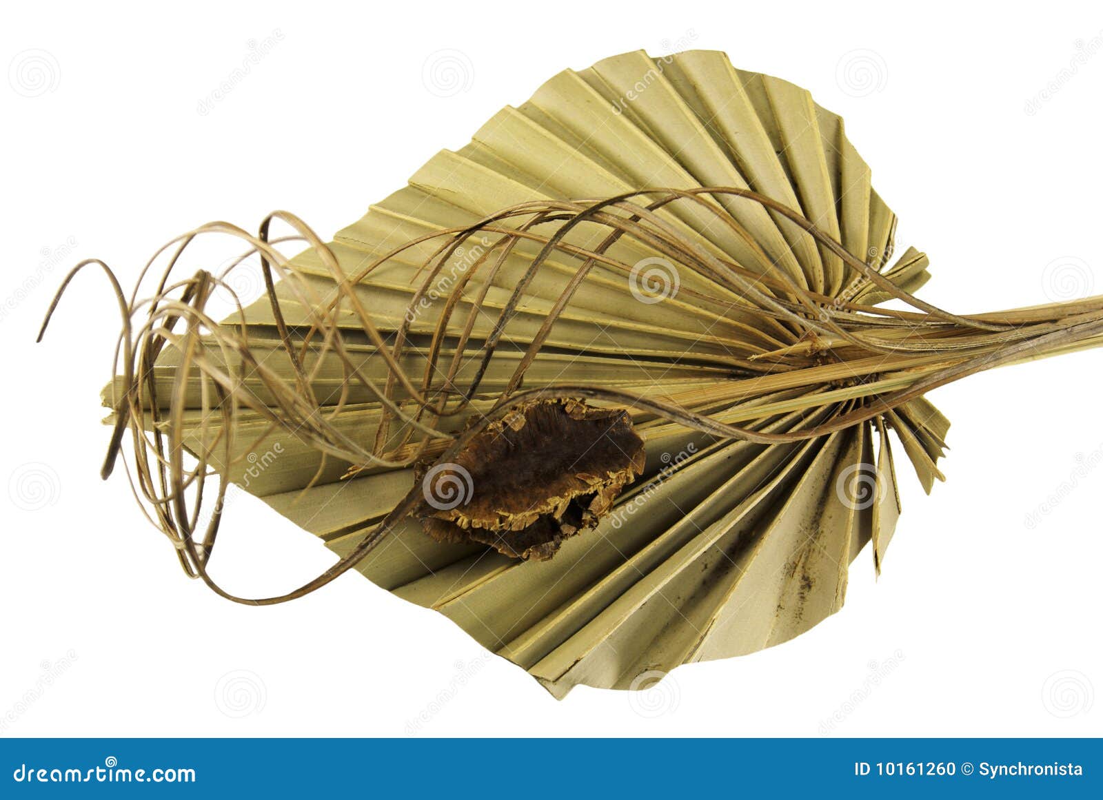 Decorative dried palm leaf stock photo. Image of dried - 10161260