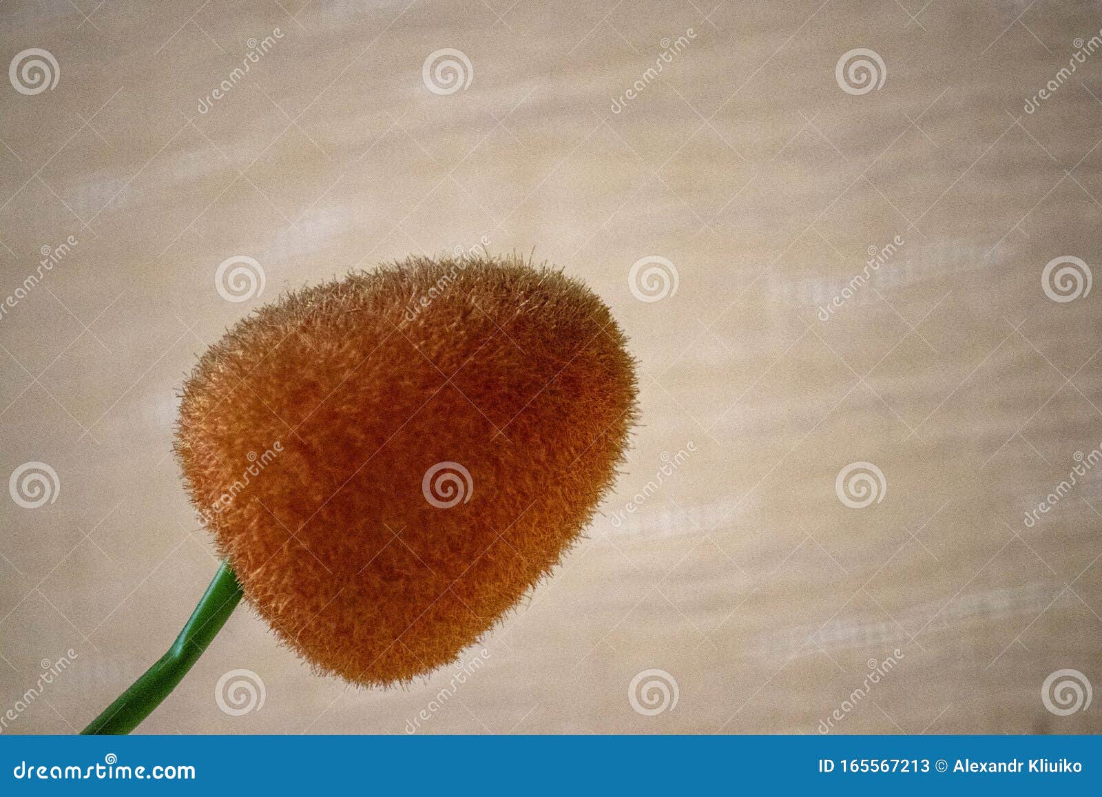 Decorative Dry Round Fluffy Flower in the Shape of an Egg Close-up ...