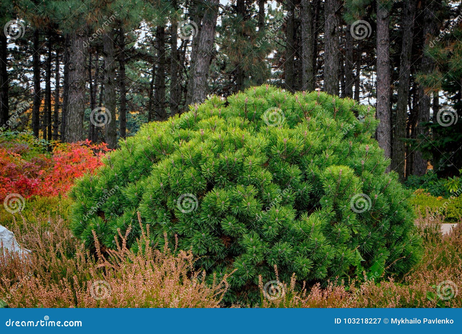 Decorative Dwarf Tree Stock Photography | CartoonDealer.com #94975160