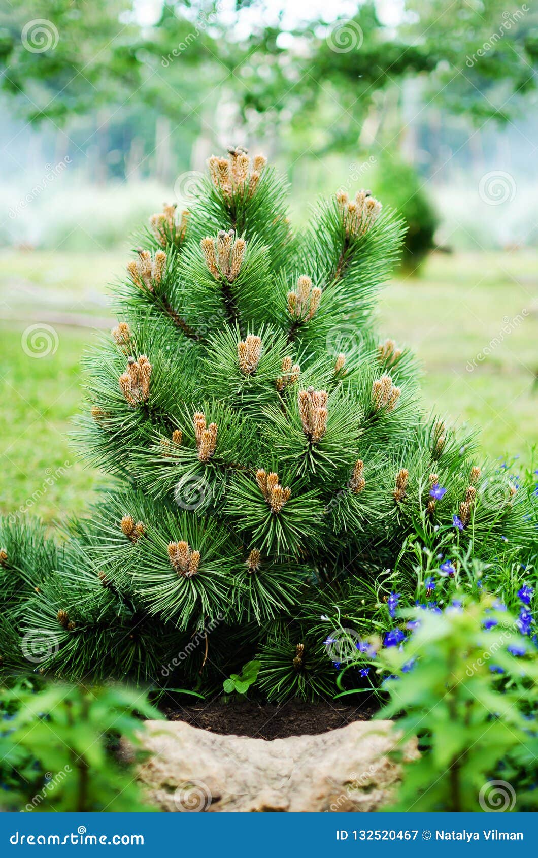 Decorative Dwarf Pine Grows in the Garden Stock Image - Image of ...