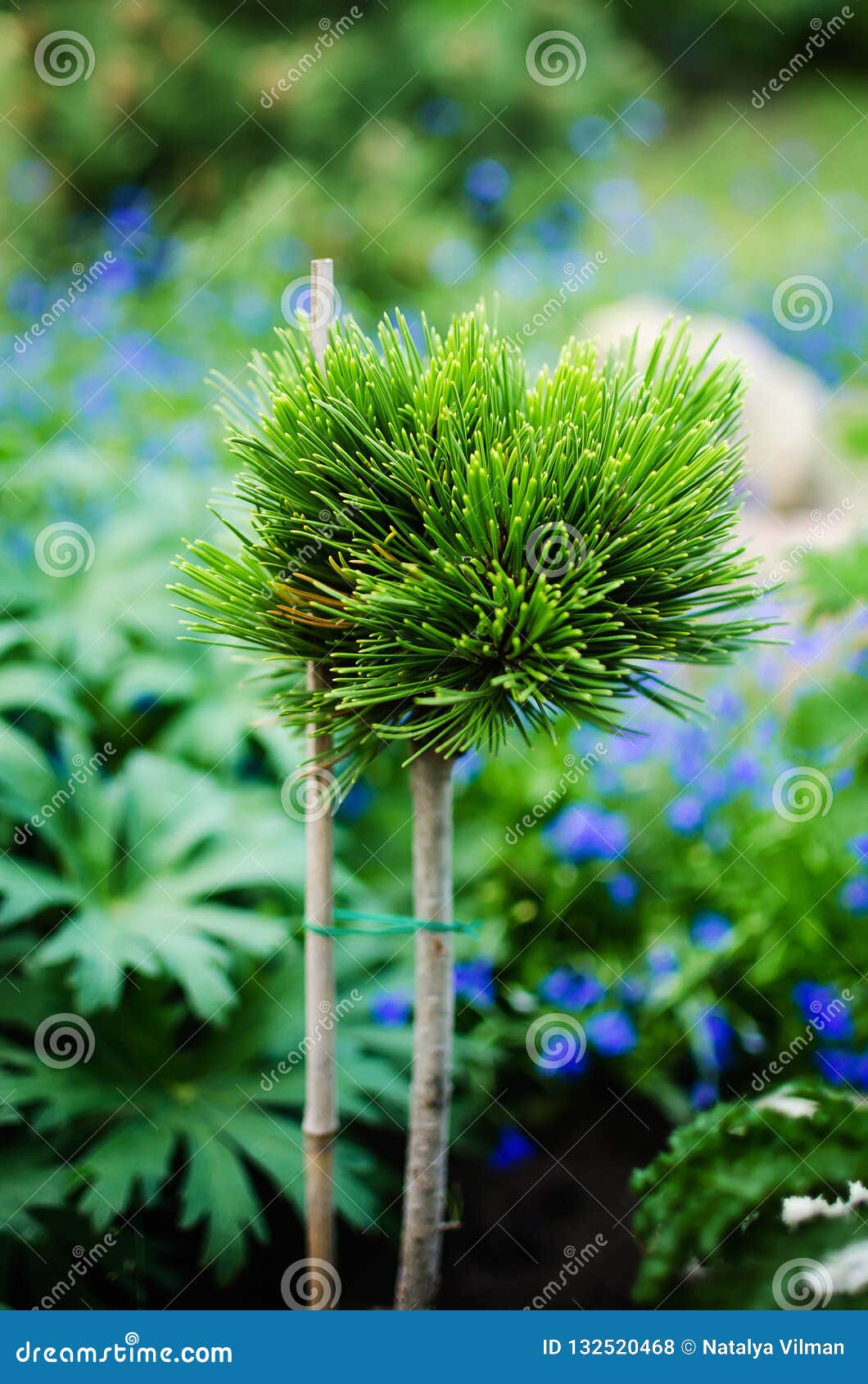 Decorative Dwarf Pine Grows in the Garden Stock Photo - Image of green ...