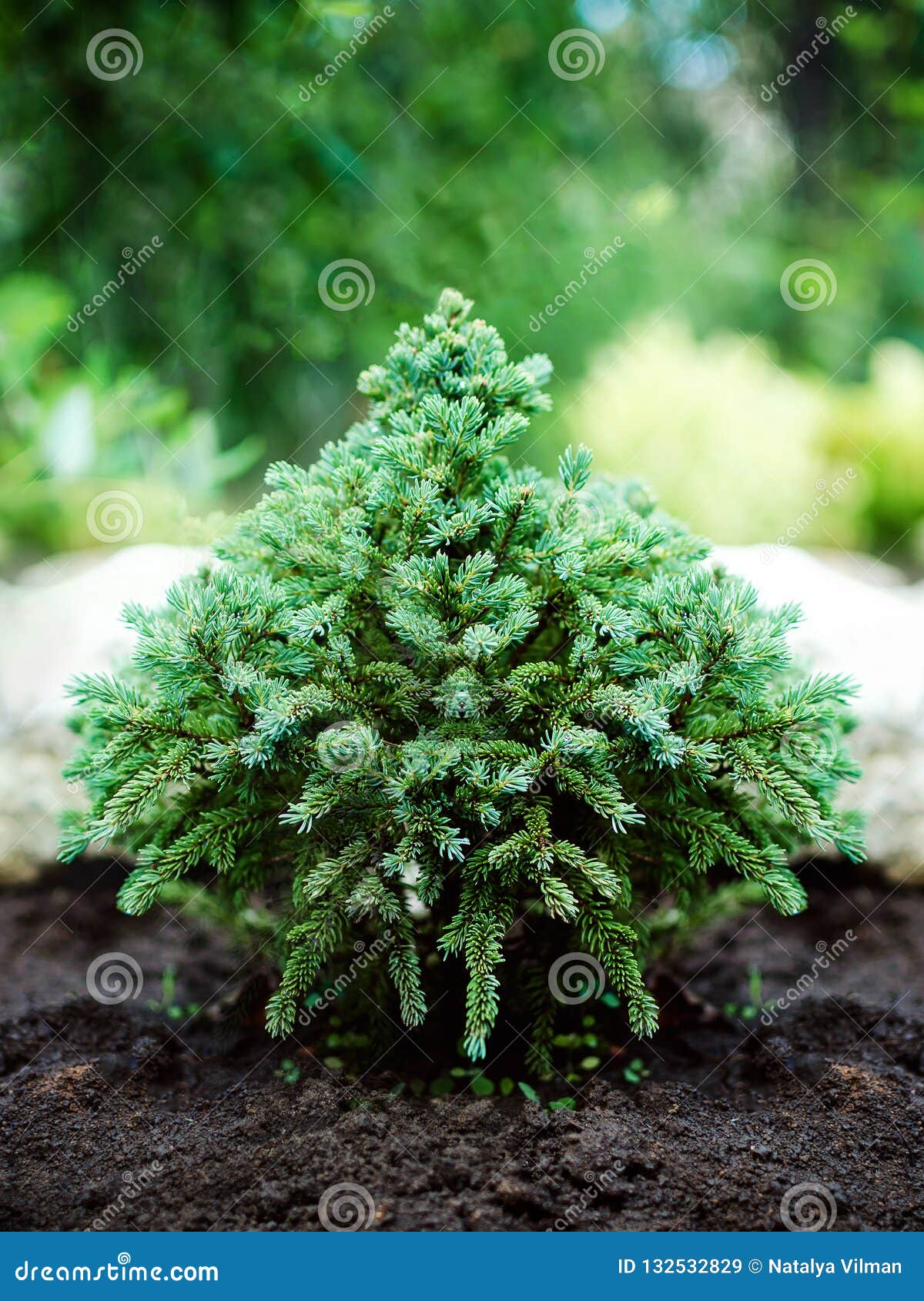 Decorative Dwarf Pine Grows in the Garden Stock Image - Image of ...