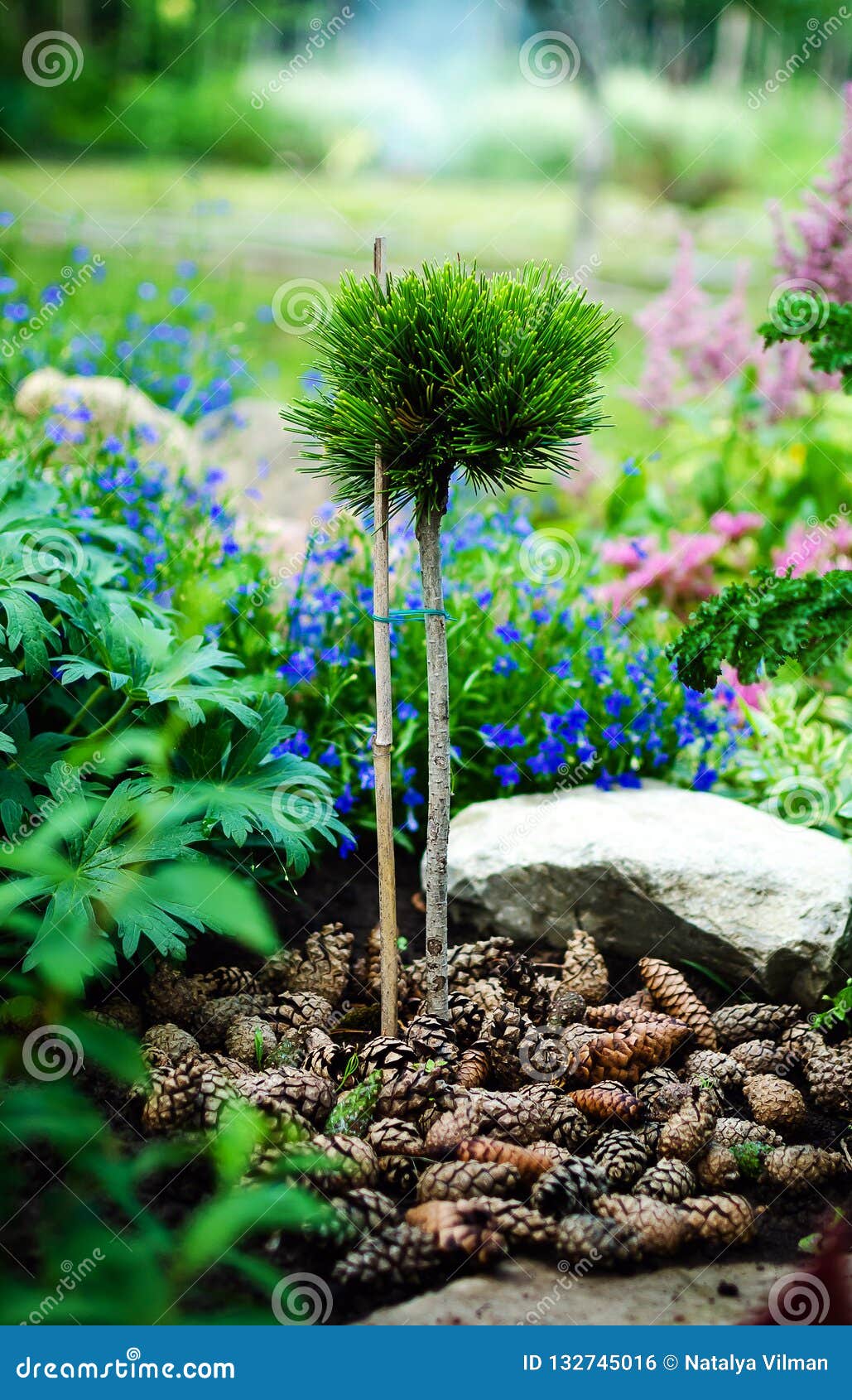 Decorative Dwarf Pine Grows in the Garden Stock Photo - Image of needle ...