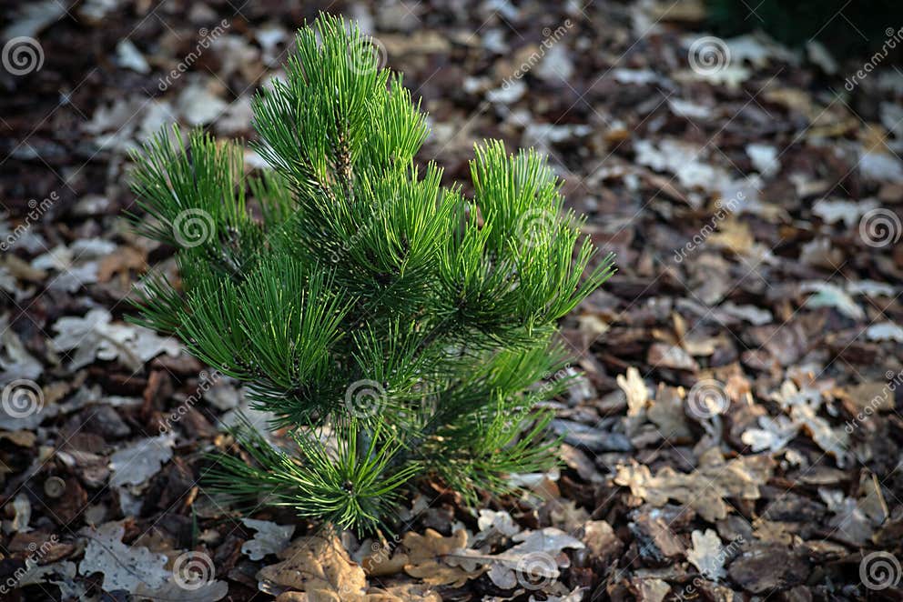Decorative Dwarf Pine Tree on a Natural Background Stock Photo - Image ...