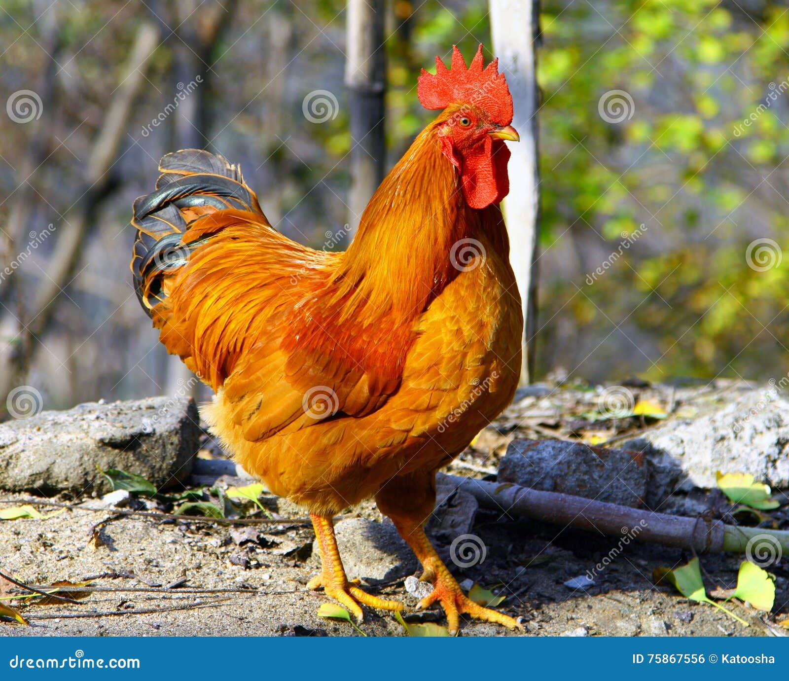 Decorative Dwarf Rooster of Bright Red Color Stock Photo - Image of ...