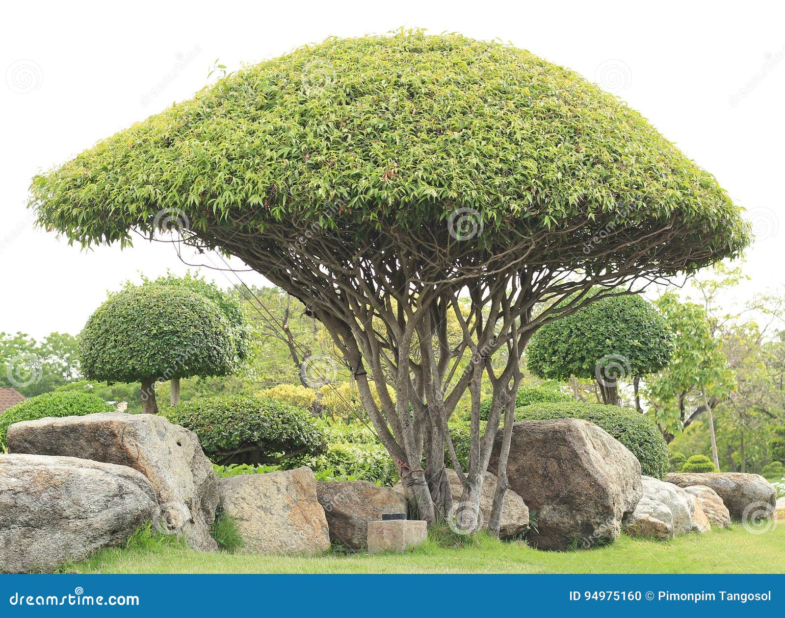 Decorative Dwarf Tree Stock Photography | CartoonDealer.com #94975160