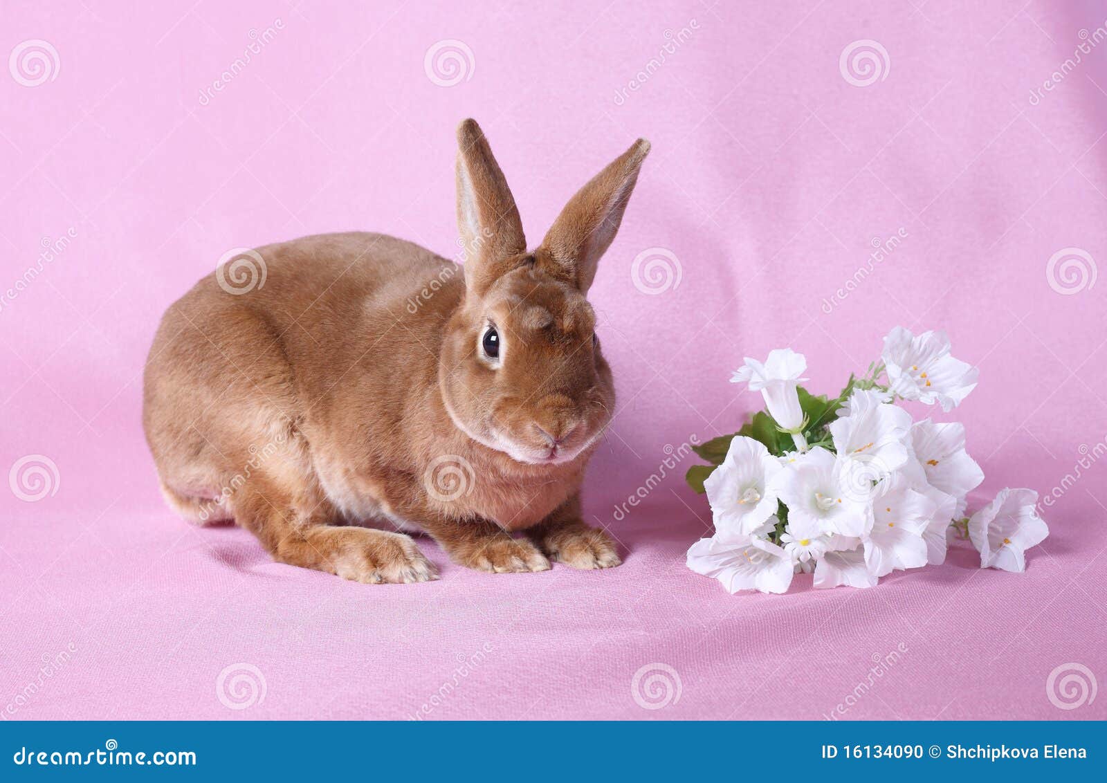 Decorative dwarfish rabbit stock photo. Image of animals - 16134090