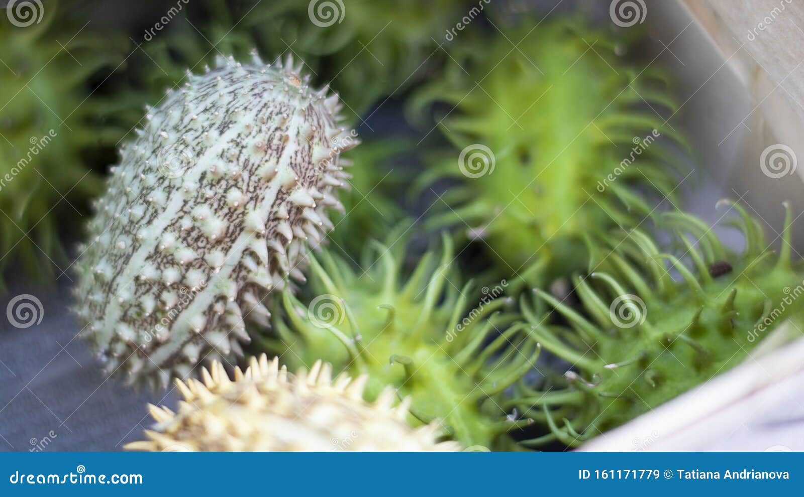 Decorative Ecballium Elaterium, Also Called the Squirting Cucumber or ...