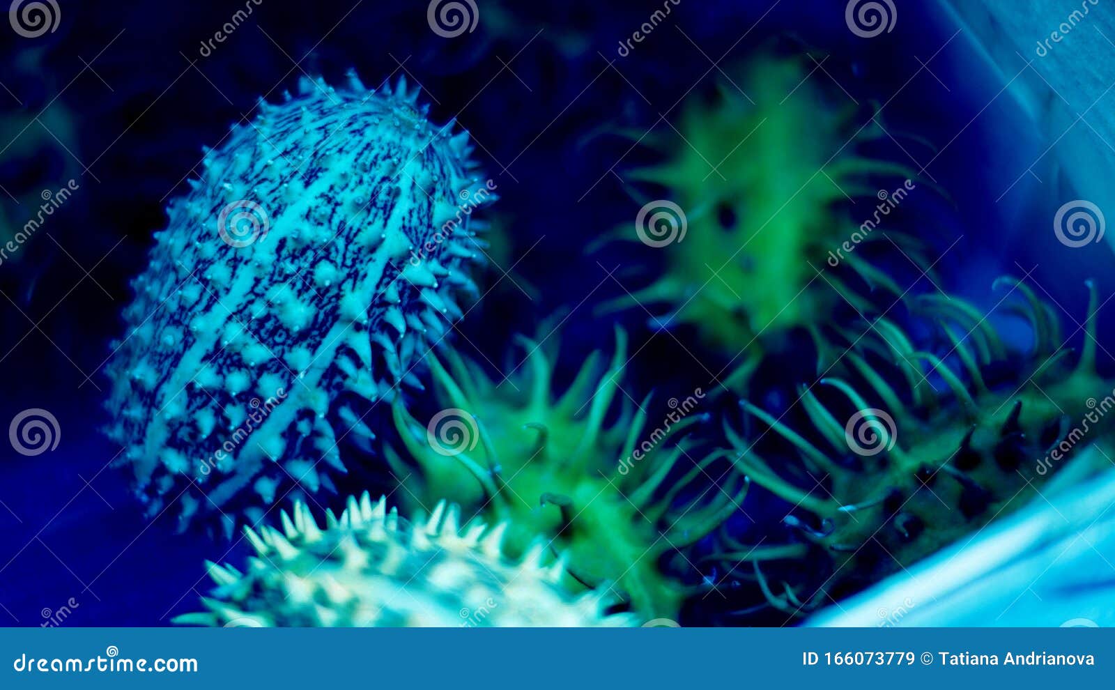 Decorative Ecballium Elaterium, Also Called the Squirting Cucumber or ...